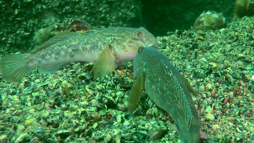 The Threatening Behavior Round Goby Stock Footage Video (100% Royalty ...