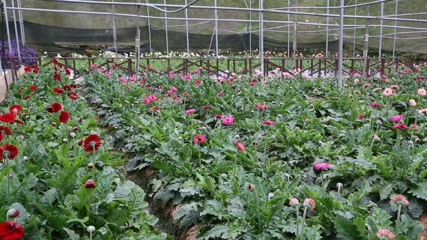 Floriculture Farm in the Cameron Stock Footage Video (100% Royalty-free ...