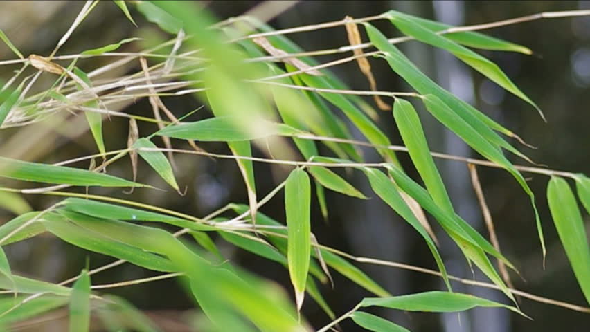 Bamboo- Leaves, Head Spring and Stock Footage Video (100% Royalty-free ...