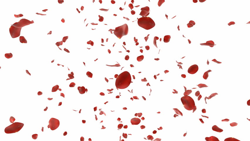 Red Rose Falling And Breaking Against White Background Stock Footage ...