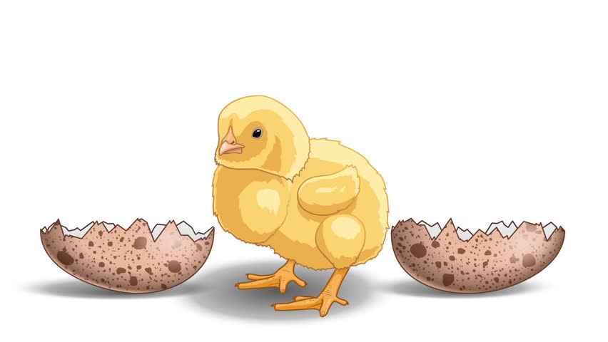 Chick- a Seamless Animation Loop Stock Footage Video (100% Royalty-free ...