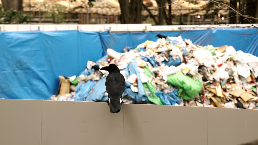 Many Raven Swarming On Garbage Stock Footage Video (100% Royalty-free ...
