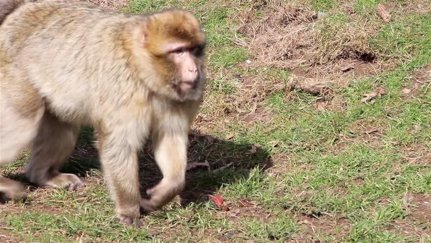 Monkey Walking and Chewing - Stock Footage Video (100% Royalty-free ...