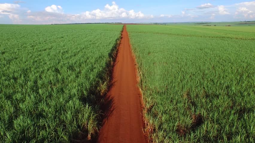 Sugarcane Field Stock Footage Video | Shutterstock