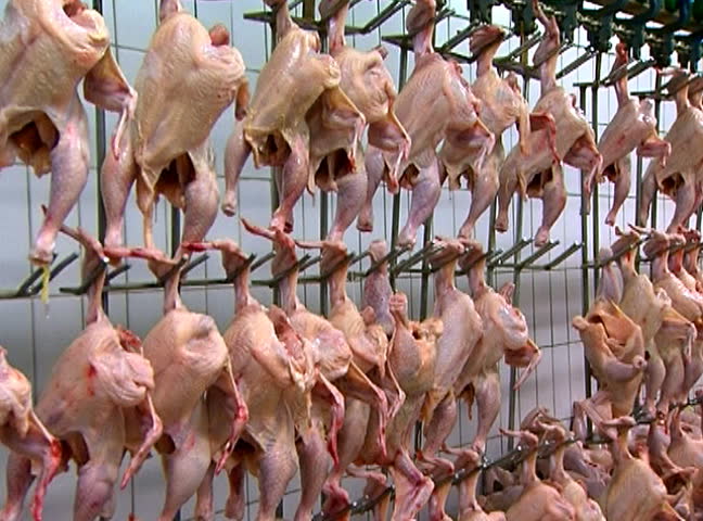 Raw Skinned Chickens Hanging from Stock Footage Video (100% Royalty ...