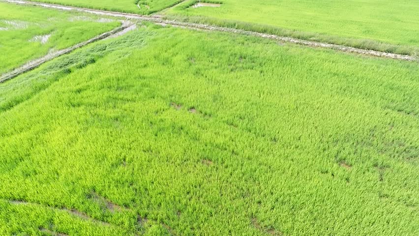 Cannabis Marijuana Plantation. Cannabis Marijuana Weed Plantation ...