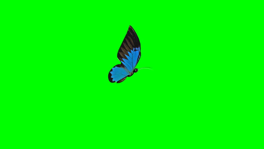 Looping Blue Butterfly Animation Isolated Stock Footage Video (100% ...