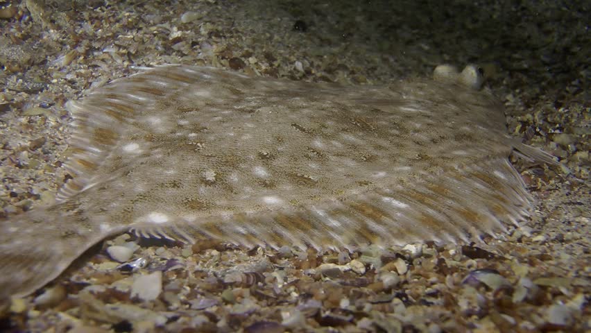 คลิปวิดีโอสต็อกของ European flounder (Platichthys flesus luscus) lies ...