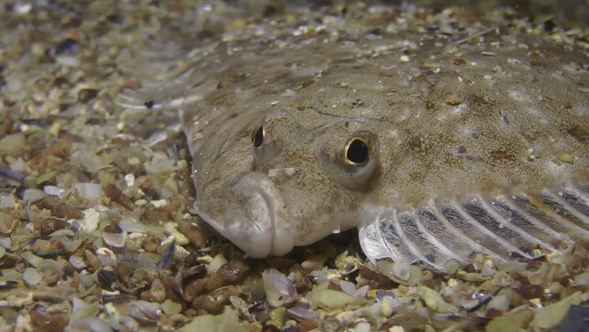 European Flounder (platichthys Flesus Luscus) Stock Footage Video (100% ...