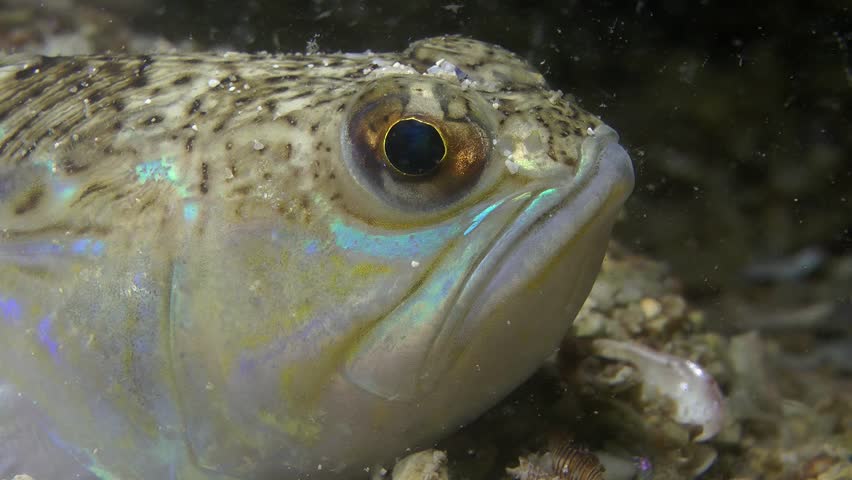 Piranha Fish. Piranha Closeupin The Aquarium. View Piranhas. Dangerous ...