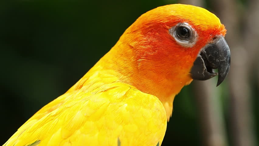 Close Up Cute Sun Conure Parrot Bird. Stock Footage Video 9988376 ...