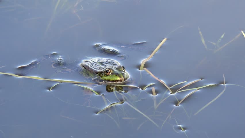 Green Water Frog Lying In The Water Stock Footage Video 9990224 ...